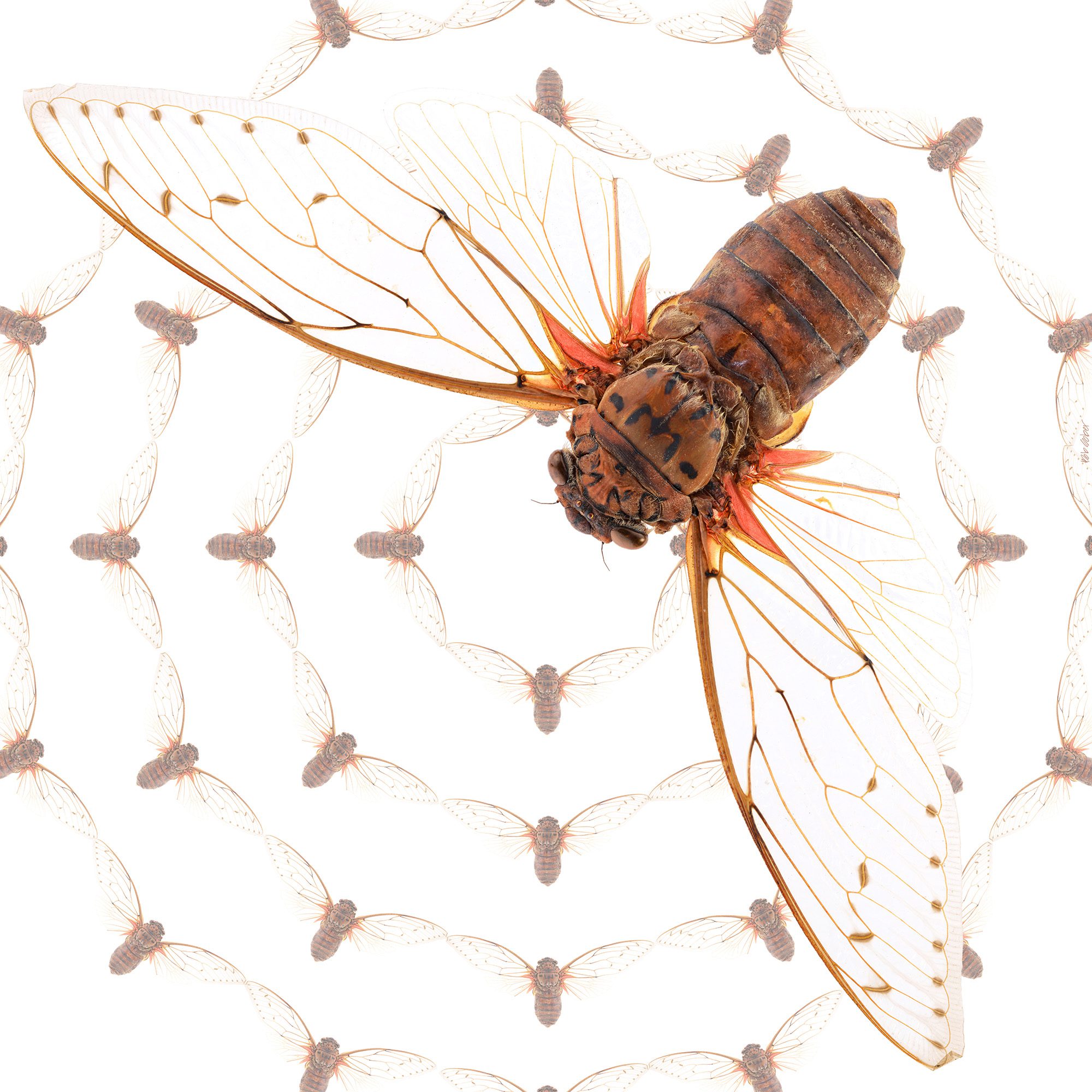 Small Wonders: Insects in Focus - Lyman Allyn Art Museum